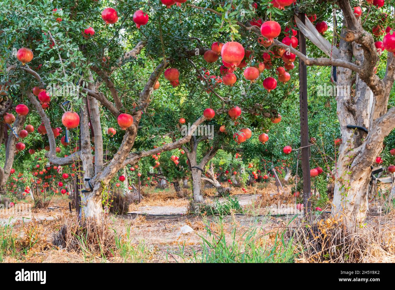A pomegranate orchard with rows of trees with ripe fruits on the ...