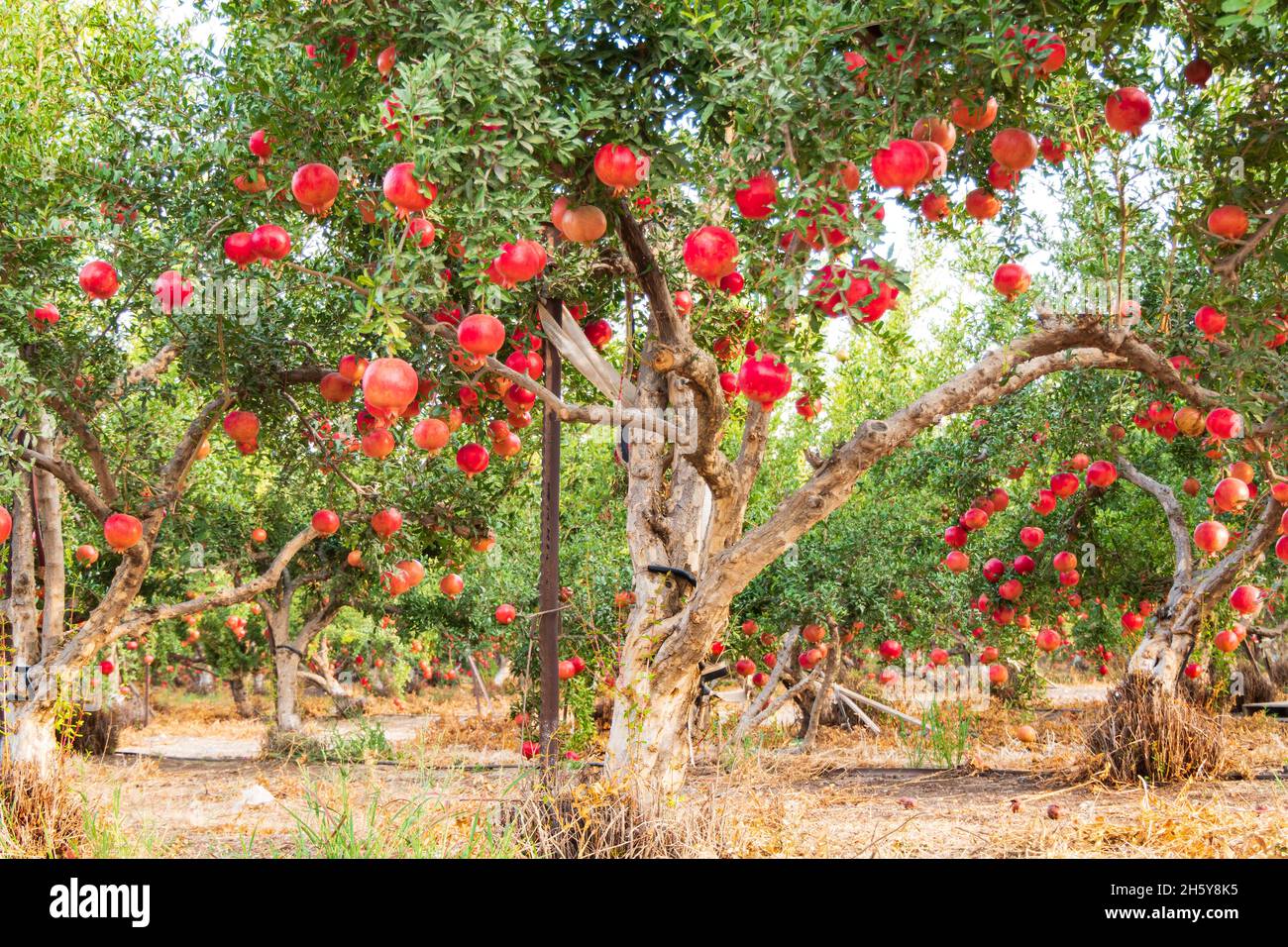 A pomegranate orchard with rows of trees with ripe fruits on the ...