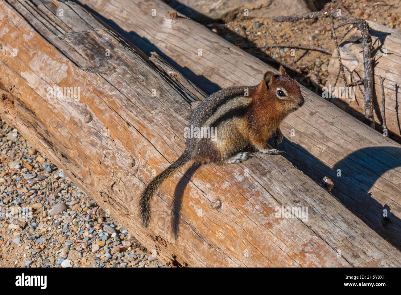 Alberta Mountain Squirrel Stock Photo - Alamy