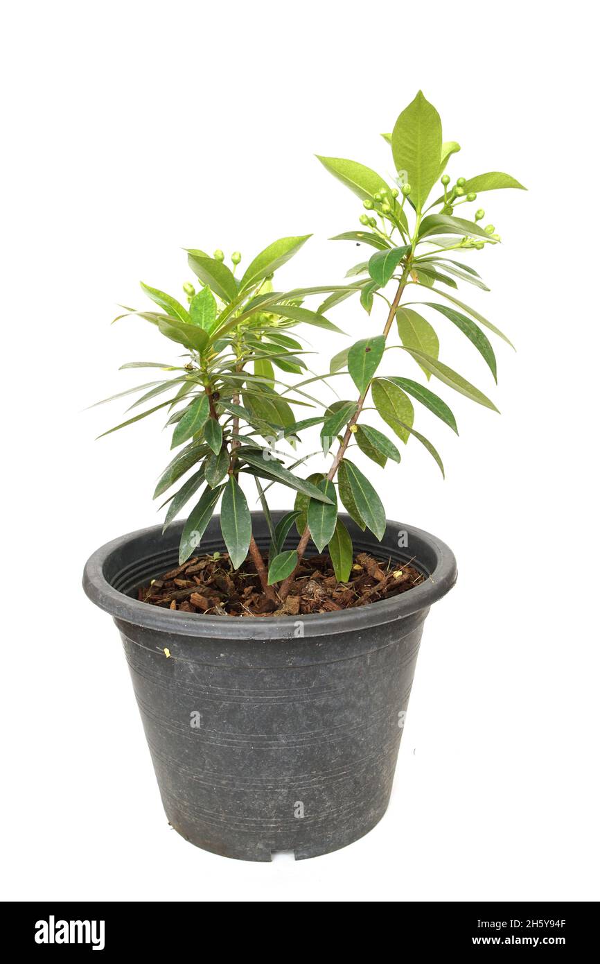 Xanthostemon Chrysanthus isolated on white background Stock Photo - Alamy