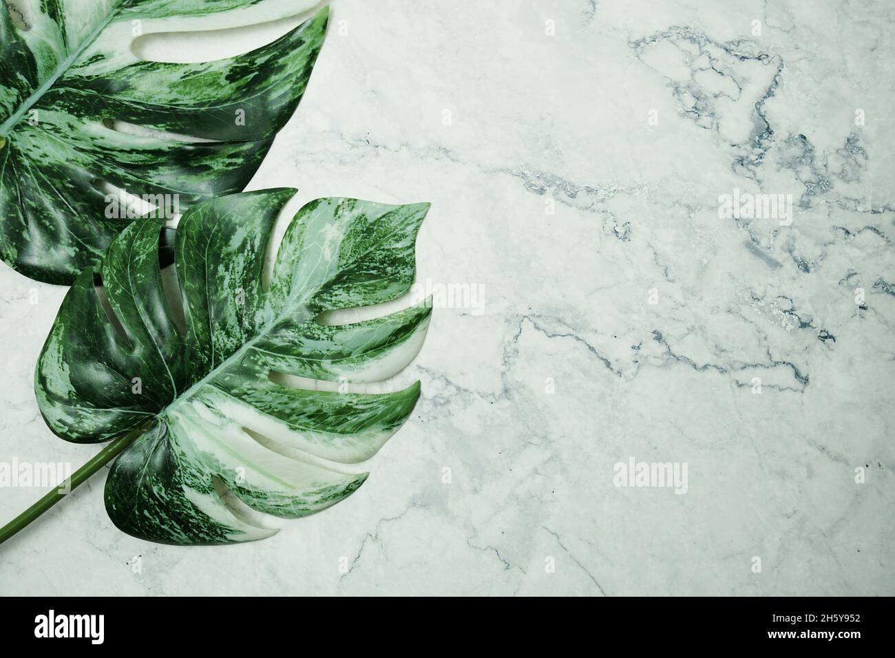 Monstera leaves summer minimal background with mockup space copy on ...
