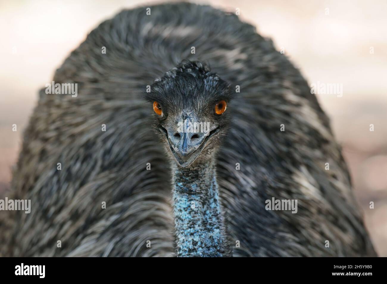 Close up portrait of an Emu (Dromaius novaehollandiae), Australia's ...