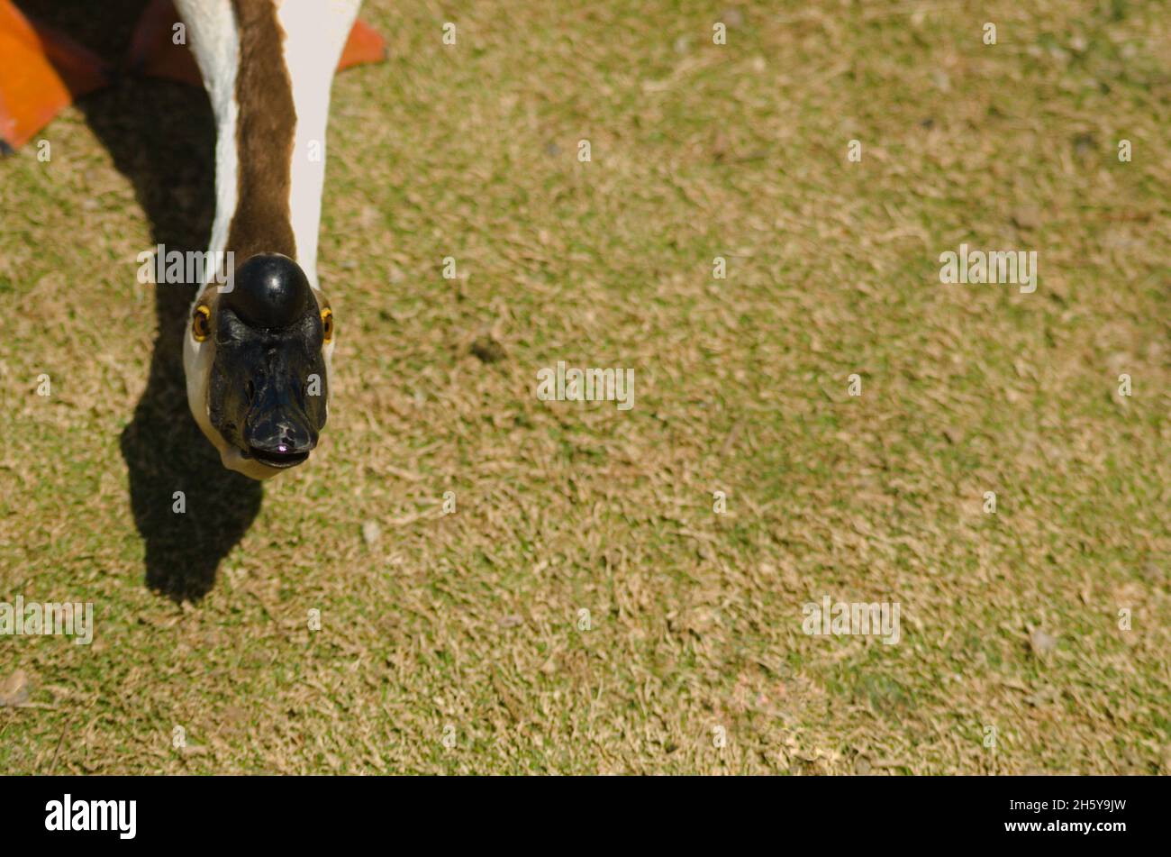 Still life with fowl hi-res stock photography and images - Alamy