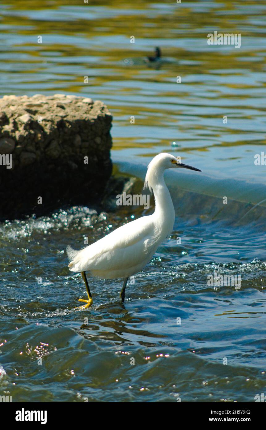 Egret displaying its beautifully slender feathered body, in flight. at ...