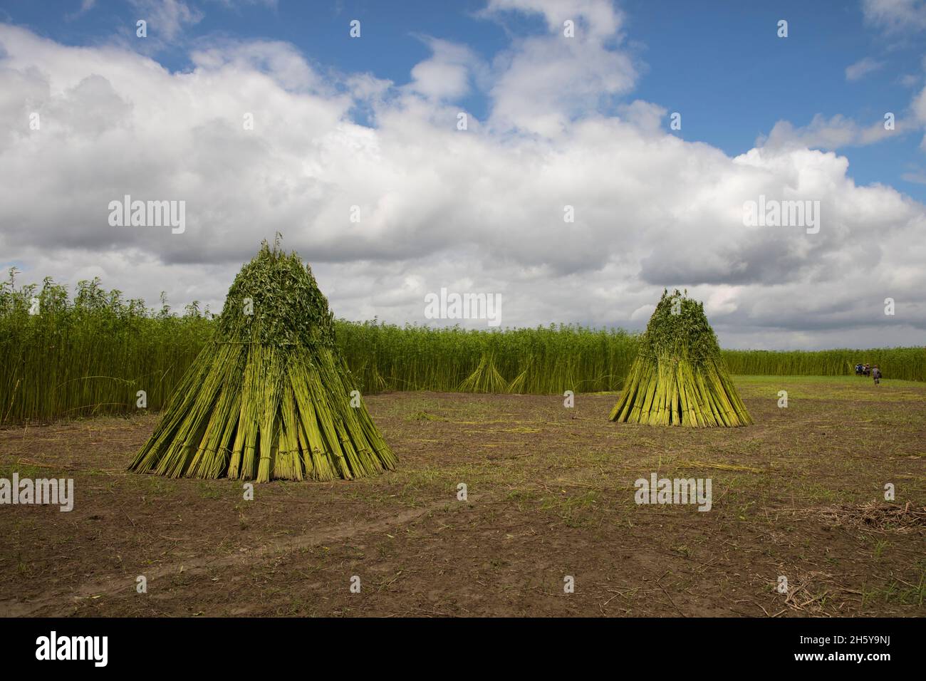 Jute stalks are kept on the field after harvesting at Faridpur ...