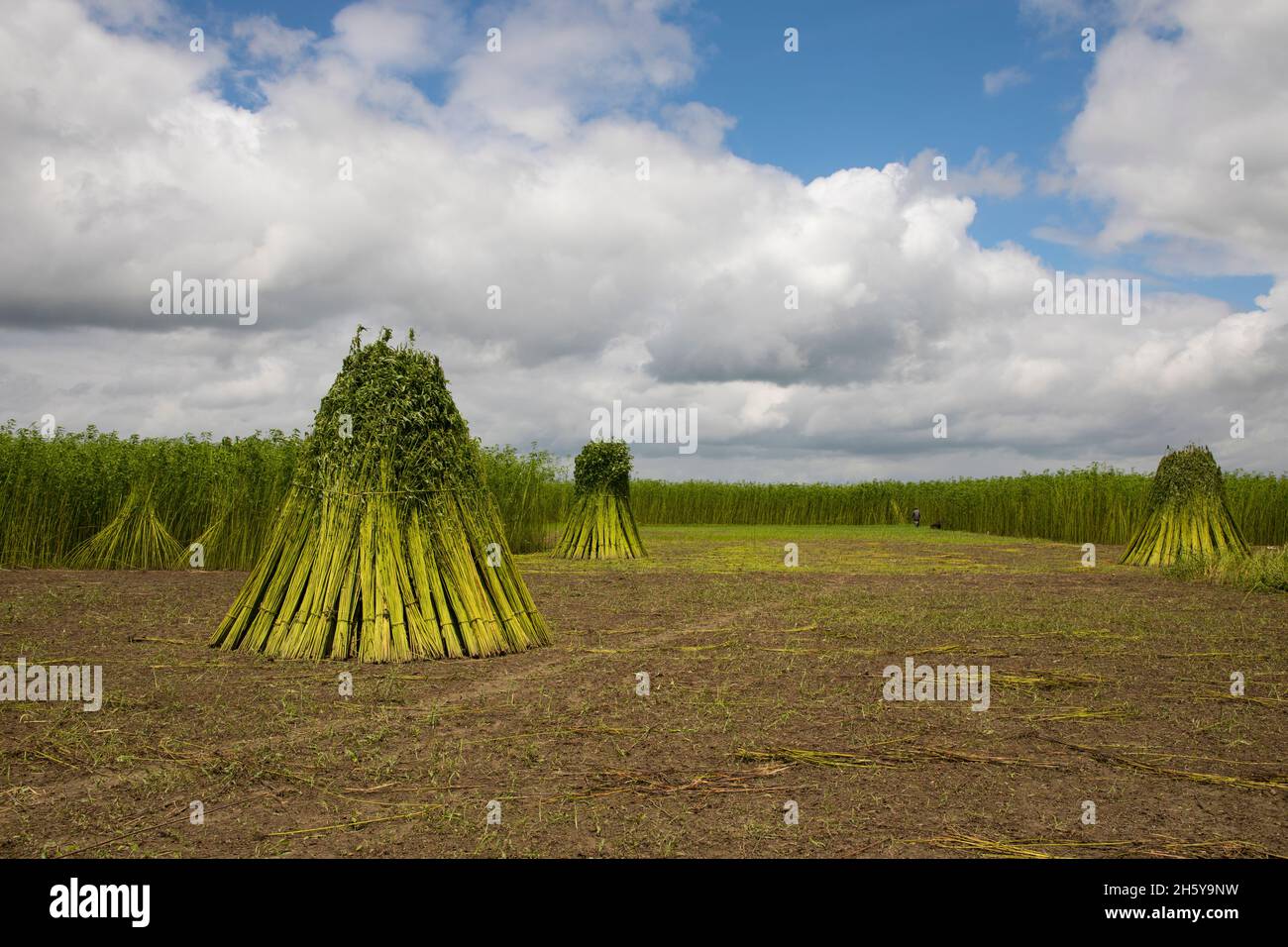 Jute stalks are kept on the field after harvesting at Faridpur ...