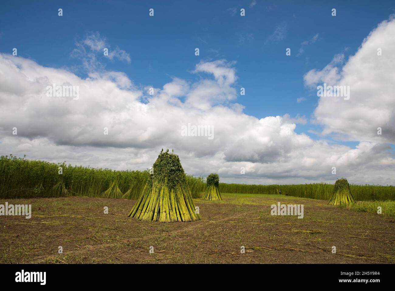Jute stalks are kept on the field after harvesting at Faridpur ...