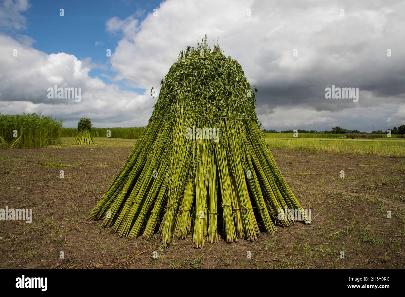 Jute stalks are kept on the field after harvesting at Faridpur ...
