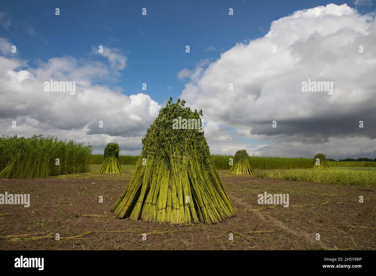 Jute stalks are kept on the field after harvesting at Faridpur ...