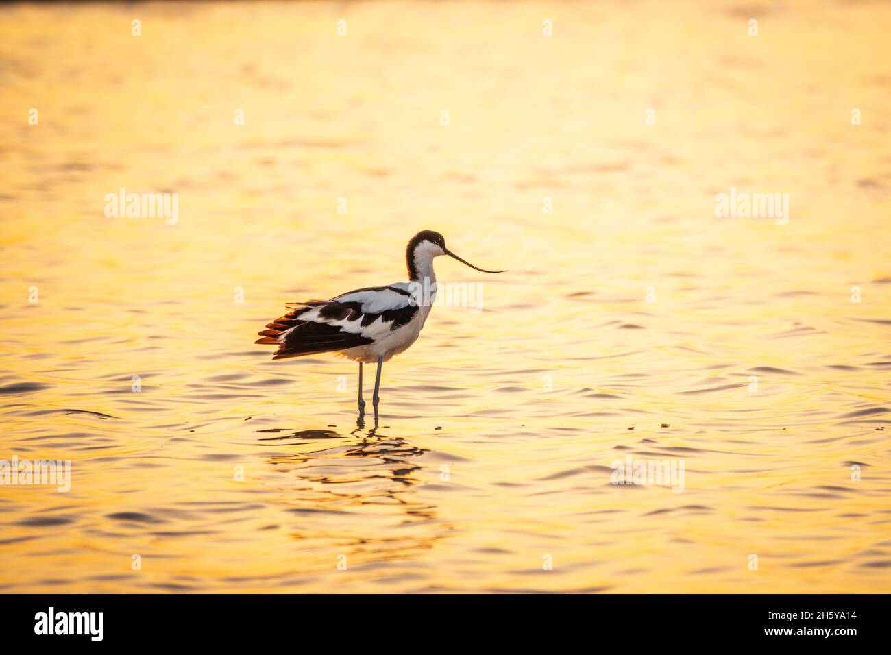 Water bird pied avocet, Recurvirostra avosetta, standing in the water ...