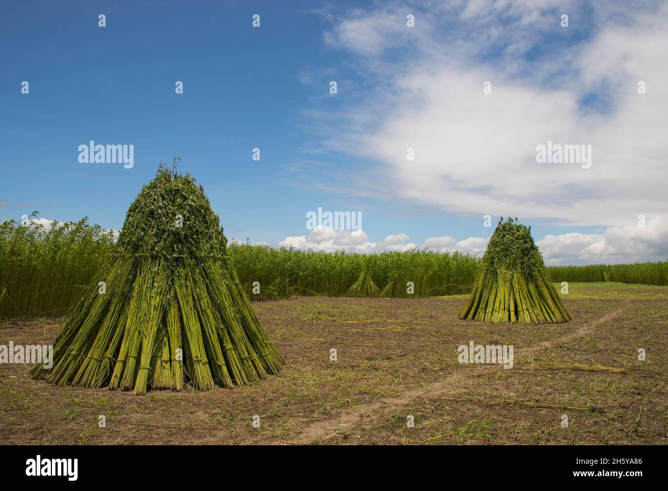 Jute stalks are kept on the field after harvesting at Faridpur ...