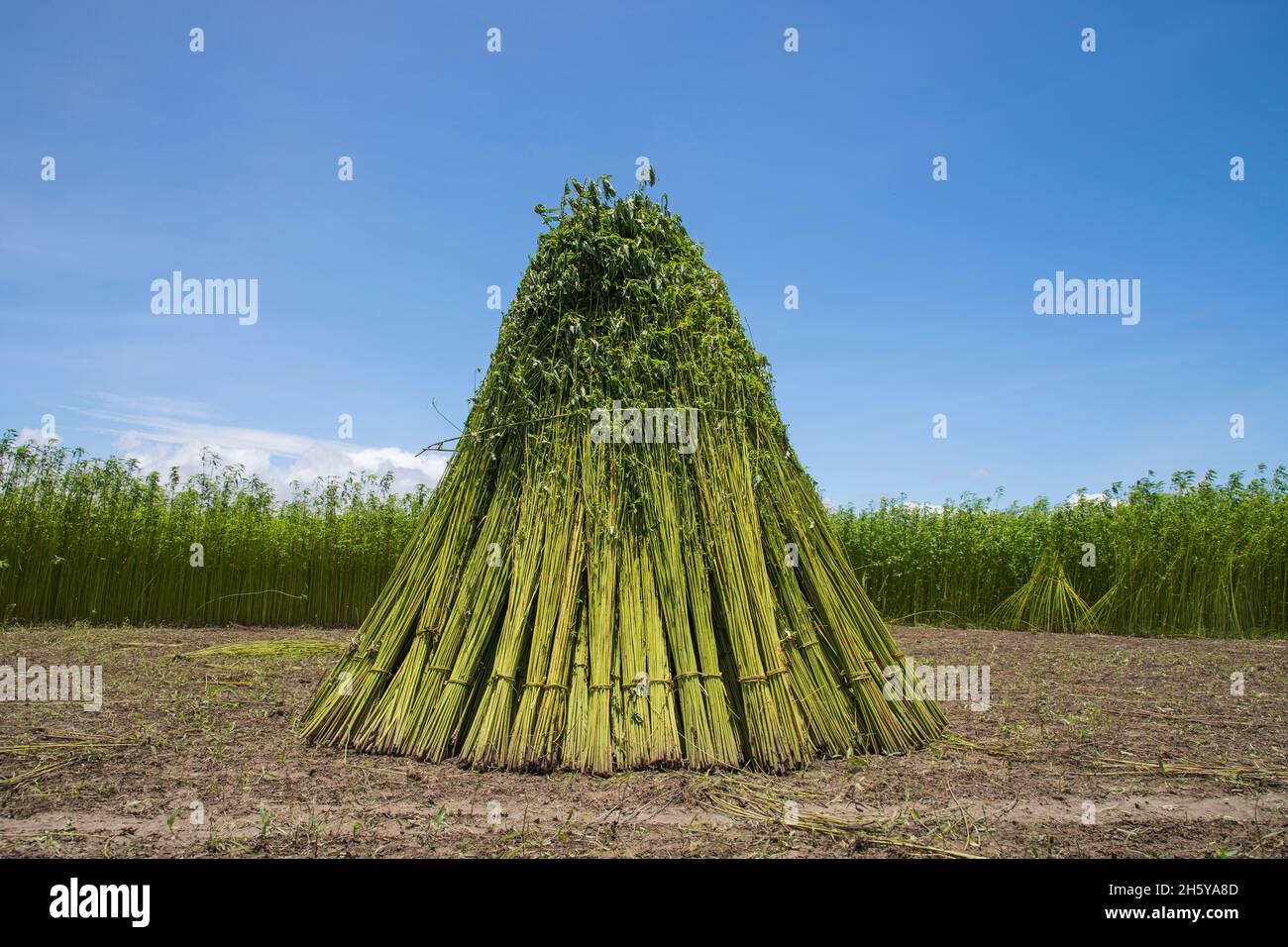 Jute stalks are kept on the field after harvesting at Faridpur ...