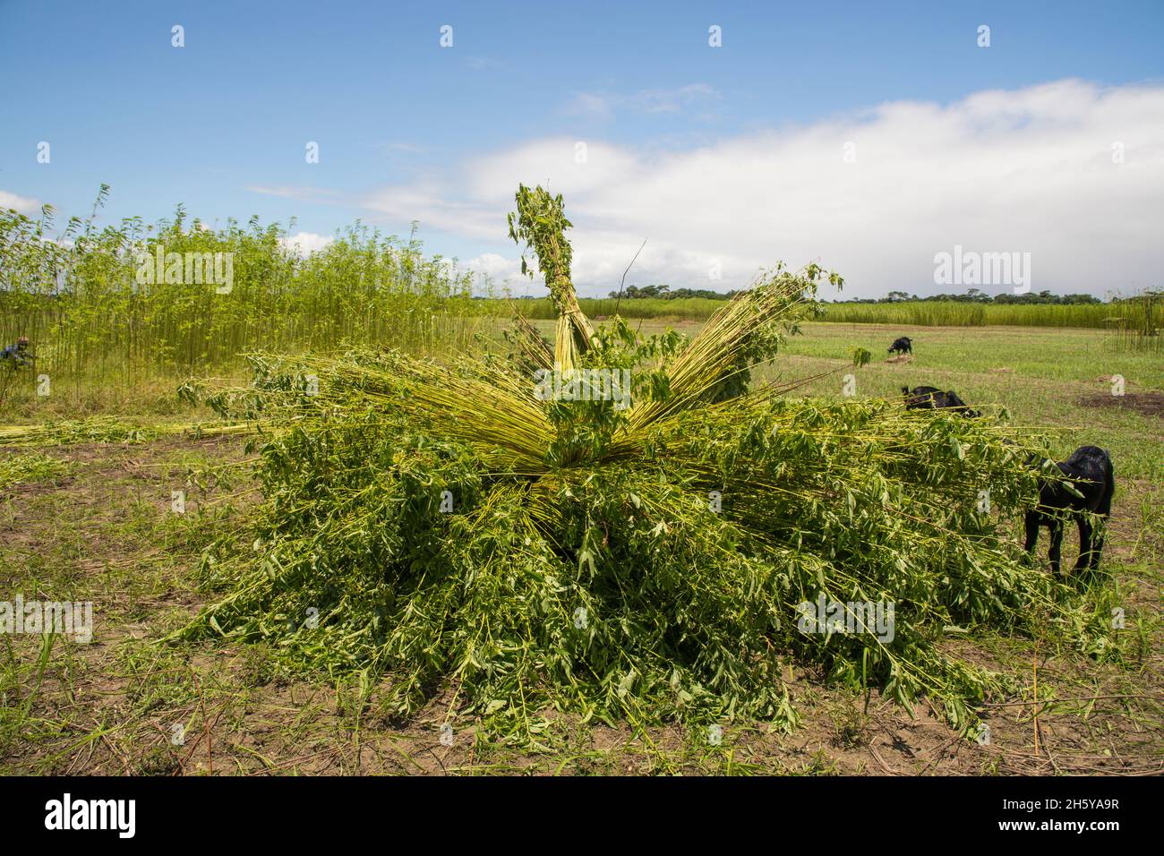 Jute stalks are kept on the field after harvesting at Faridpur ...