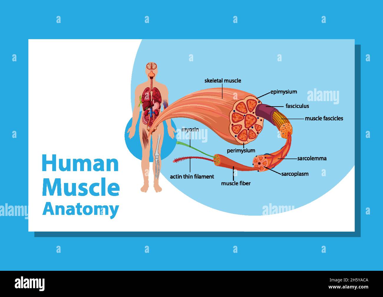 Human muscle anatomy with body anatomy illustration Stock Vector Image ...