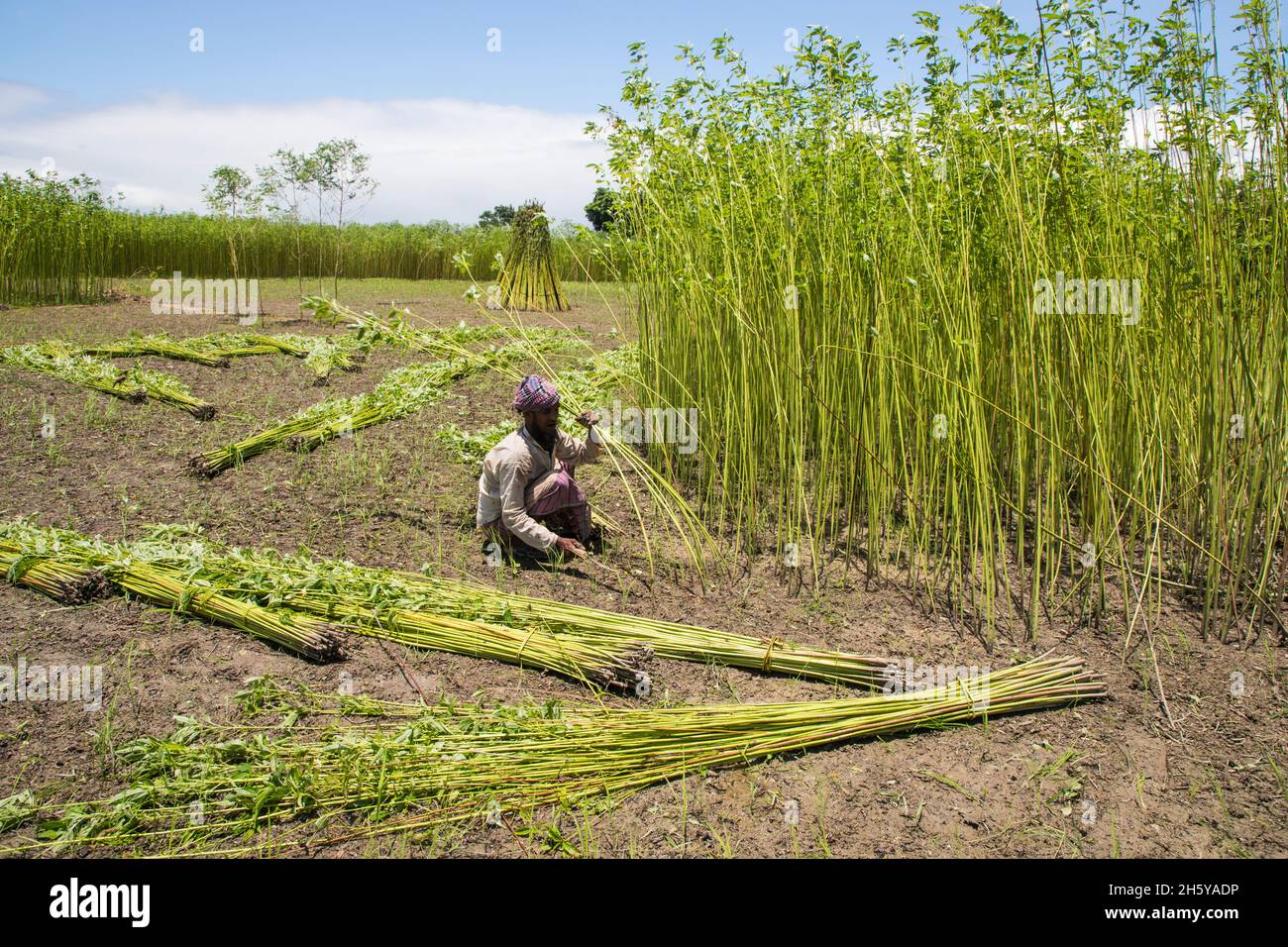 Harvesting jute at Faridpur in Bangladesh Stock Photo - Alamy