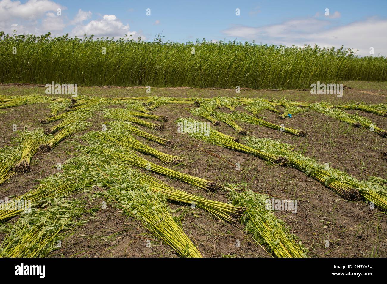 Jute stalks are kept on the field after harvesting at Faridpur ...