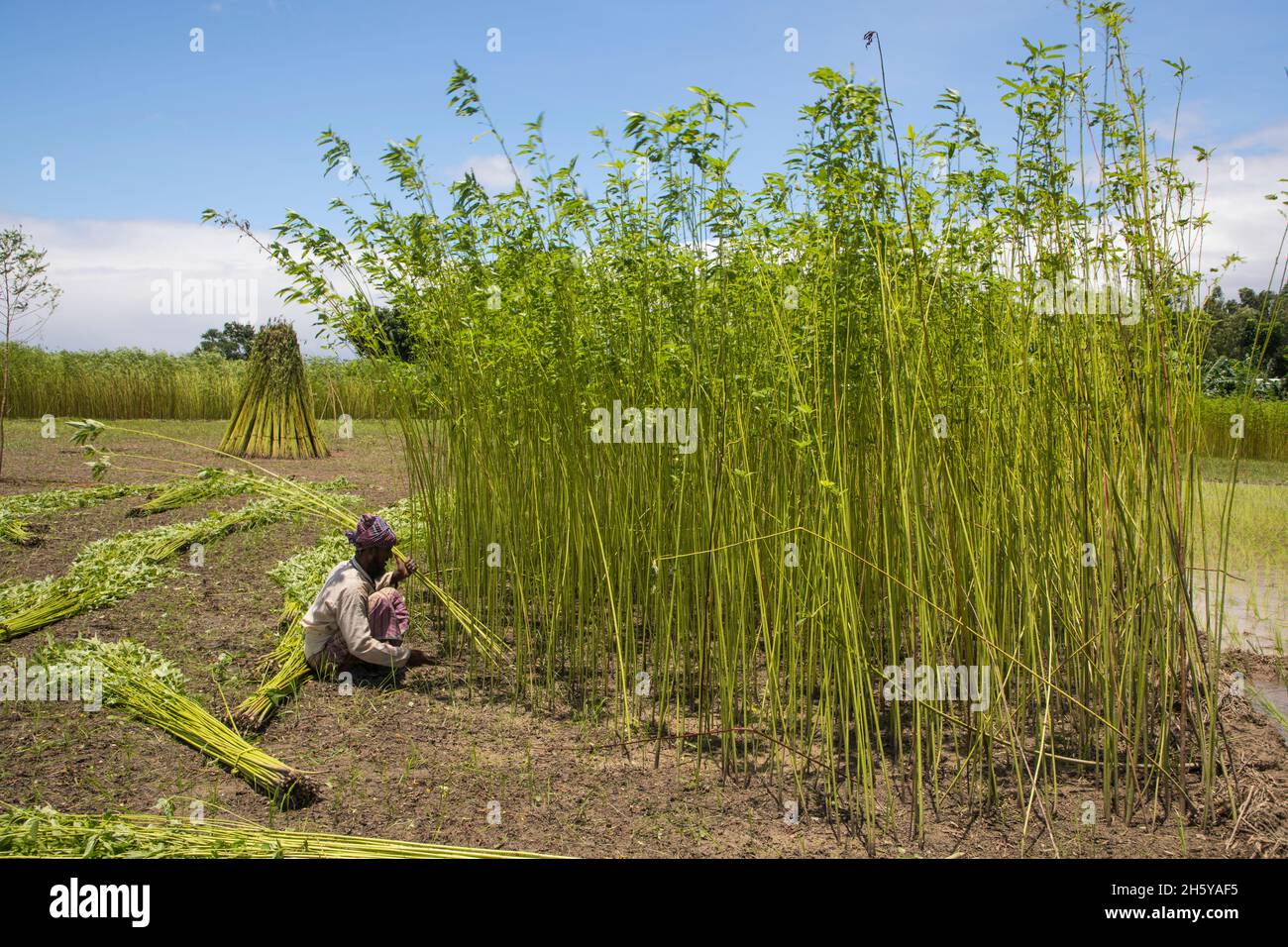 Harvesting jute at Faridpur in Bangladesh Stock Photo - Alamy