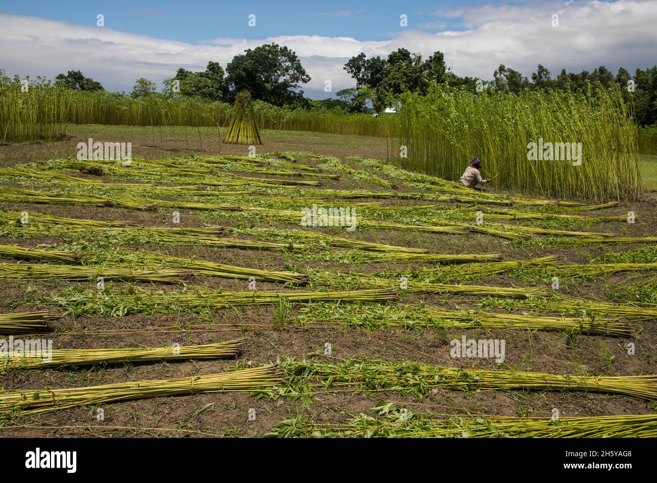 Jute stalks are kept on the field after harvesting at Faridpur ...