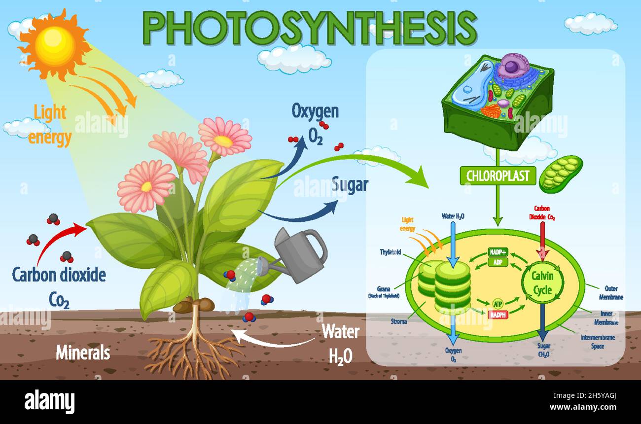 Plant Respiration Cycle