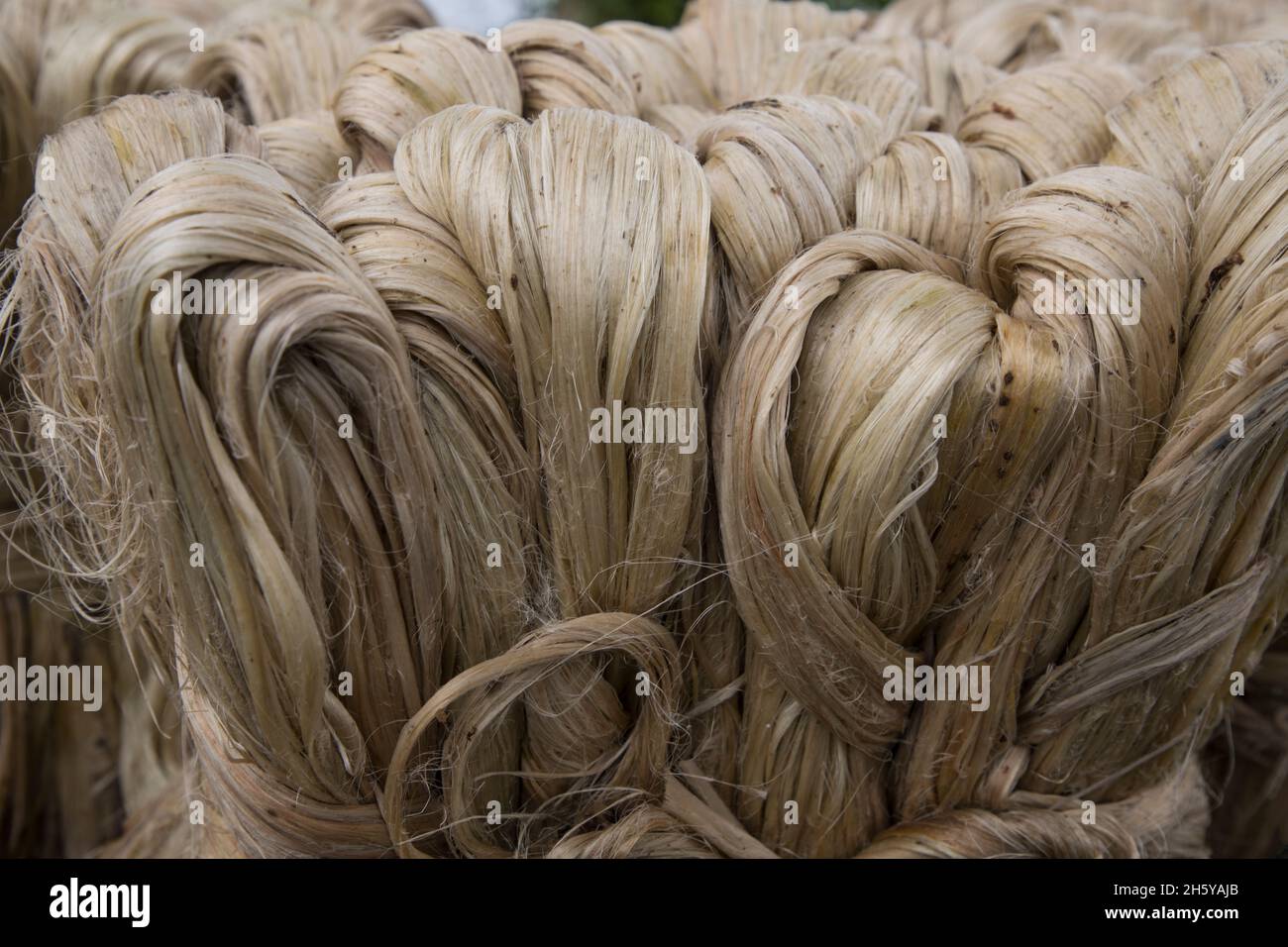 Close-up view of jute fibers Stock Photo - Alamy