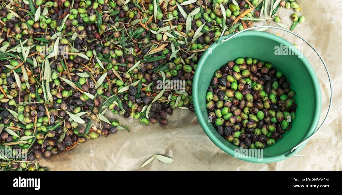 Olives picking from plants during harvesting, green, black, beating to ...