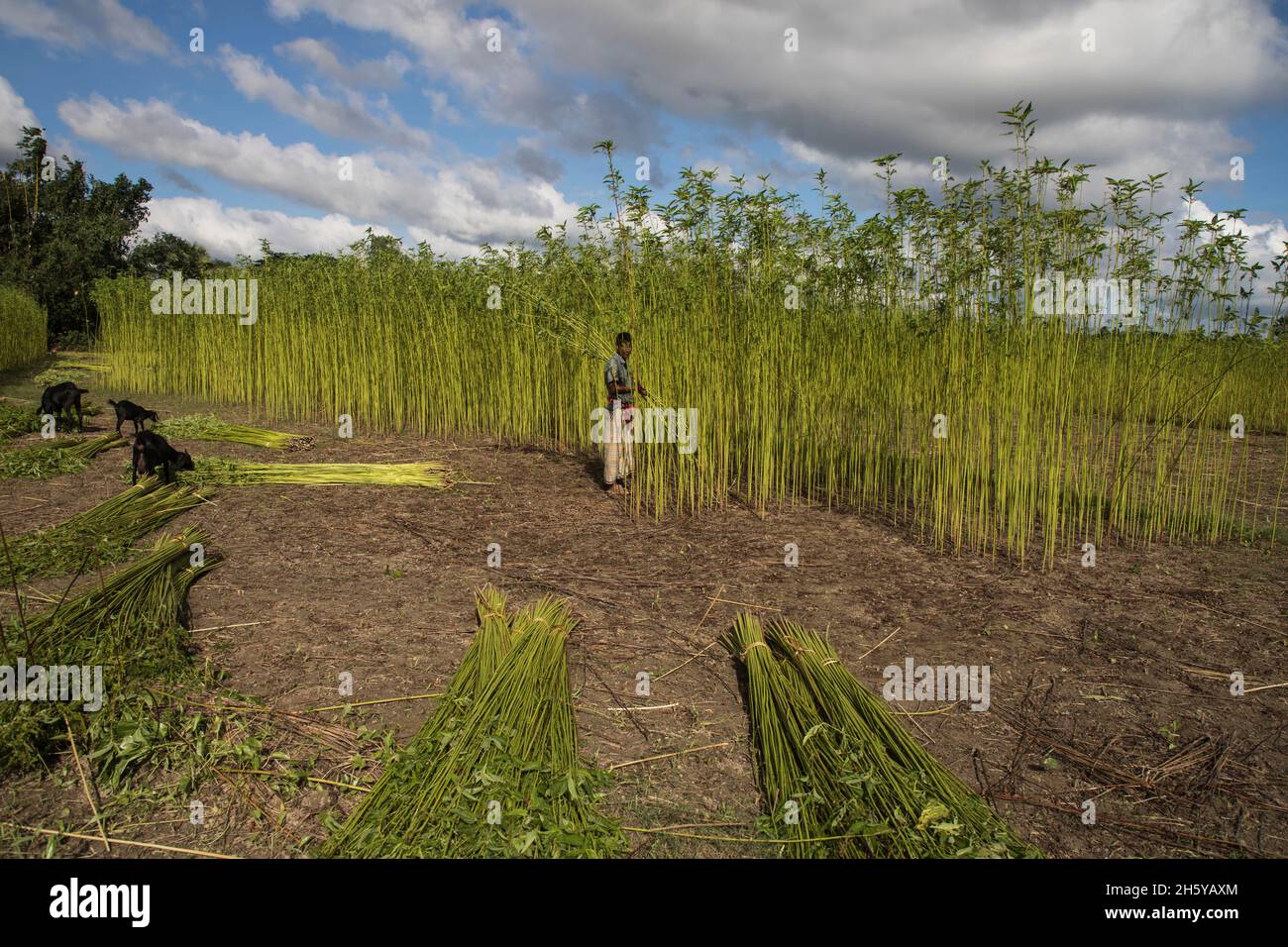Jute stalks are kept on the field after harvesting at Faridpur ...