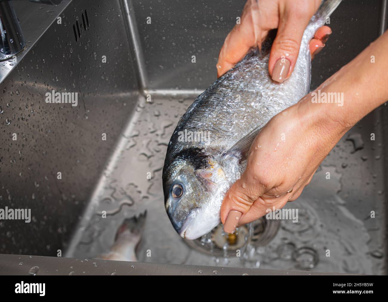 Dorado fish washing under running water, hands close-up Stock Photo - Alamy