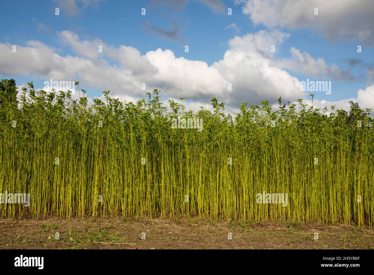 Jute plantation at Faridpur in Bangladesh Stock Photo - Alamy