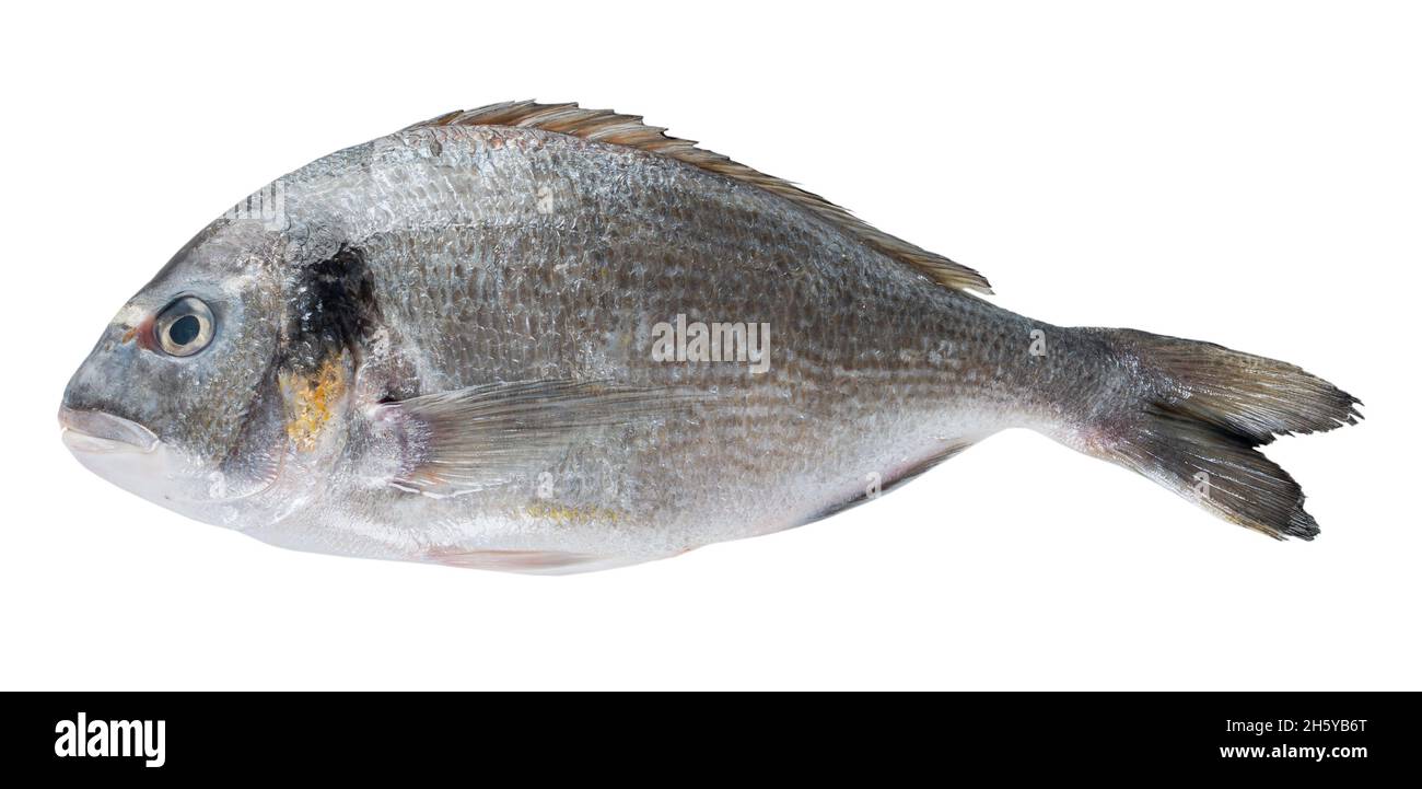 raw dorado fish on white isolated background Stock Photo - Alamy