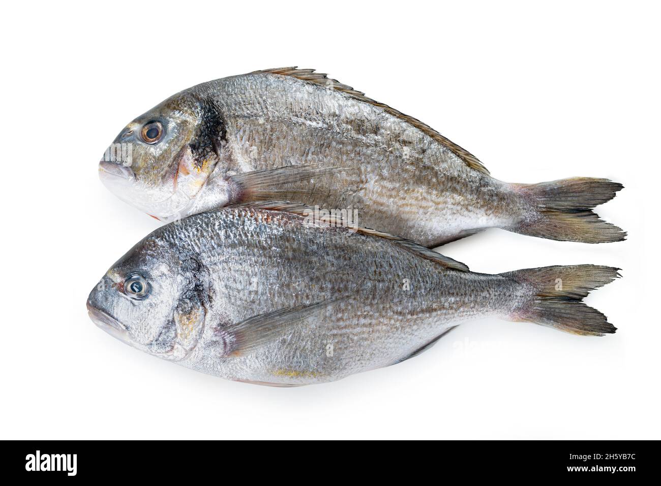 raw dorado fish on white isolated background Stock Photo - Alamy