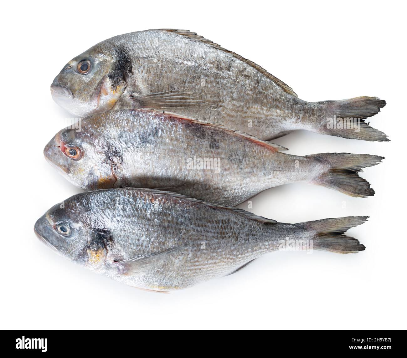 raw dorado fish on white isolated background Stock Photo - Alamy