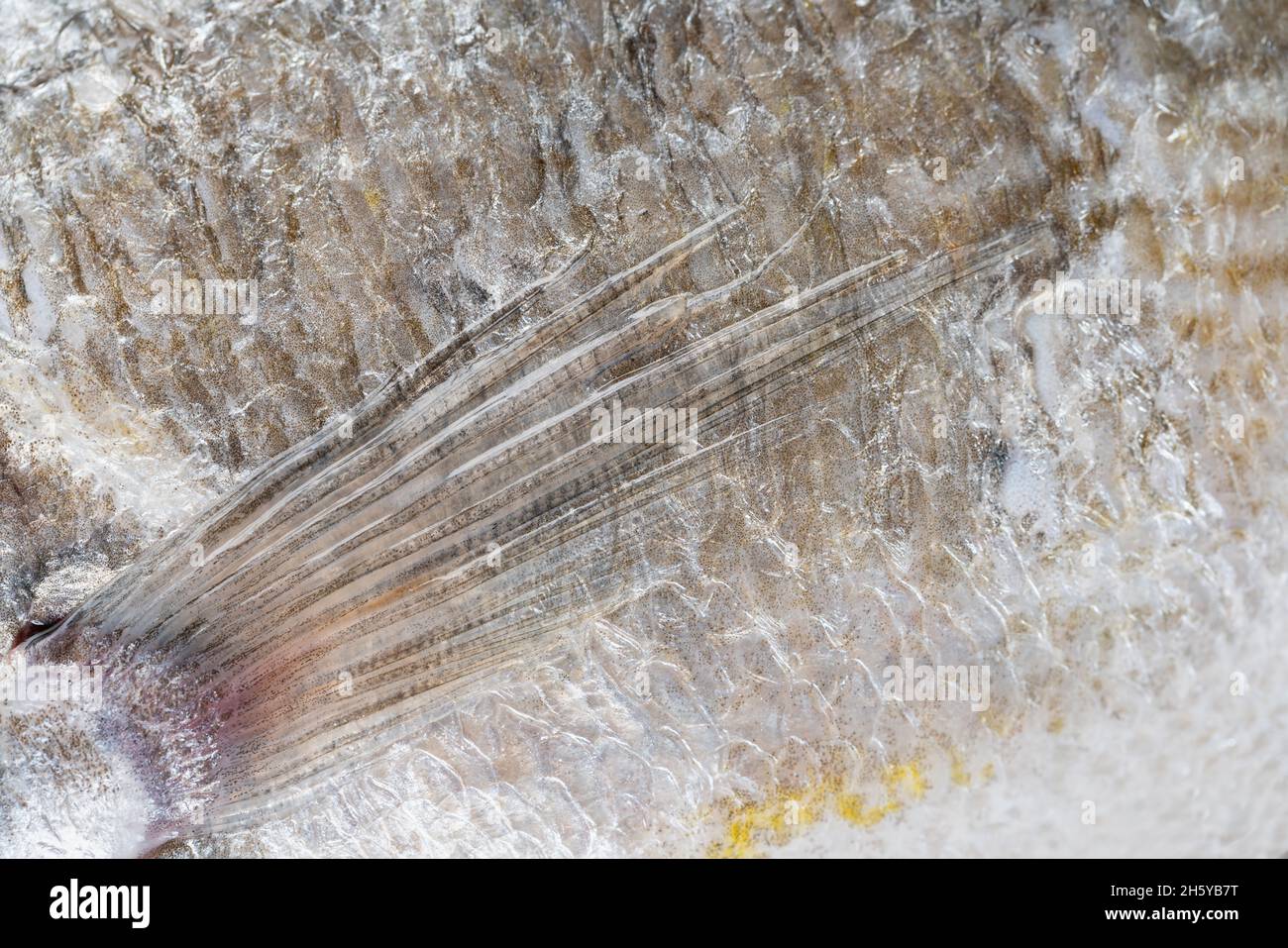 food background, texture of dorado fish closeup Stock Photo - Alamy