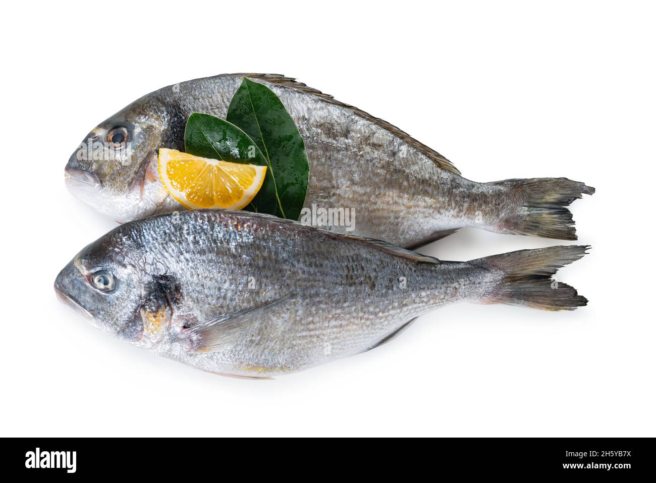 raw dorado fish on white isolated background Stock Photo - Alamy