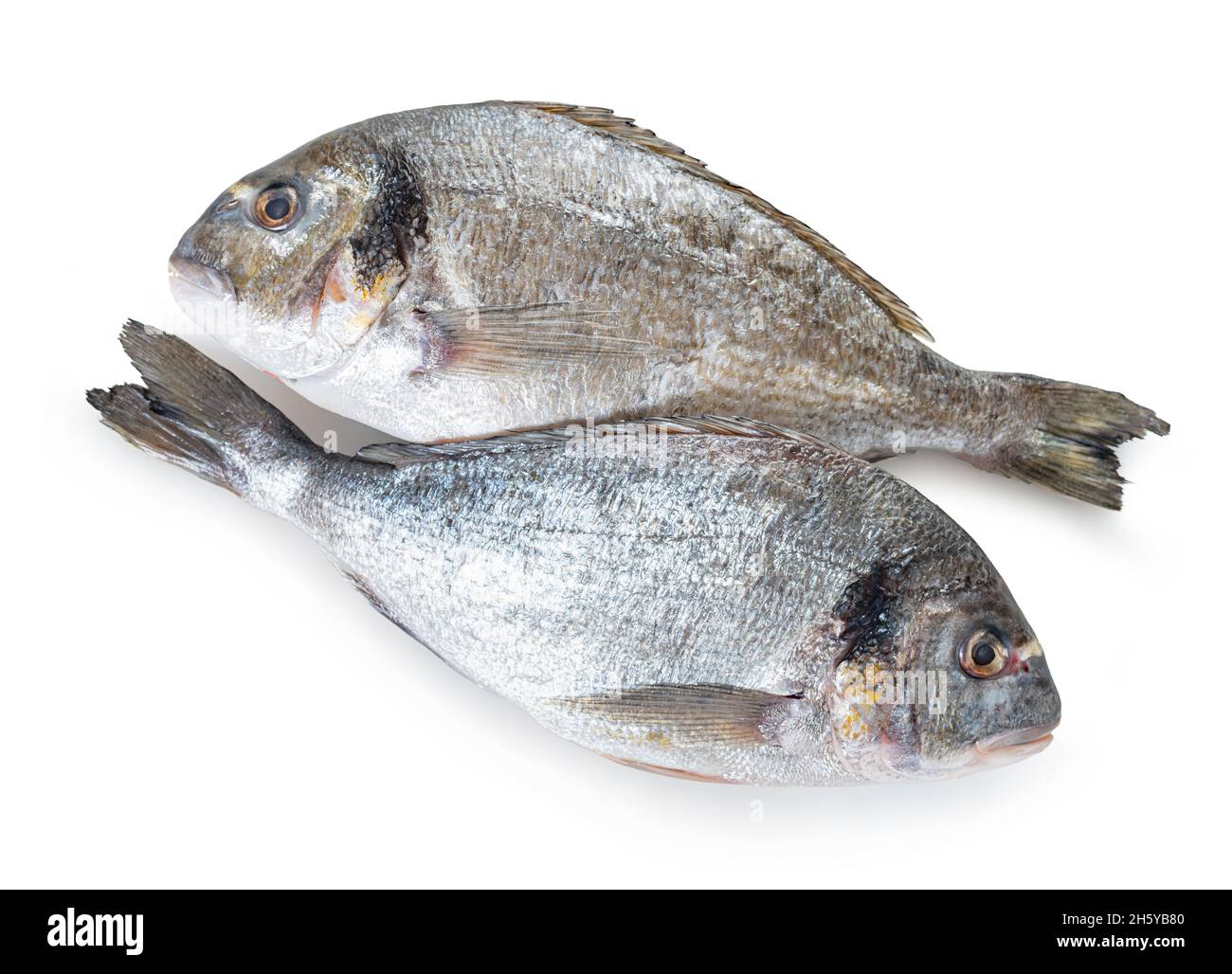 raw dorado fish on white isolated background Stock Photo - Alamy