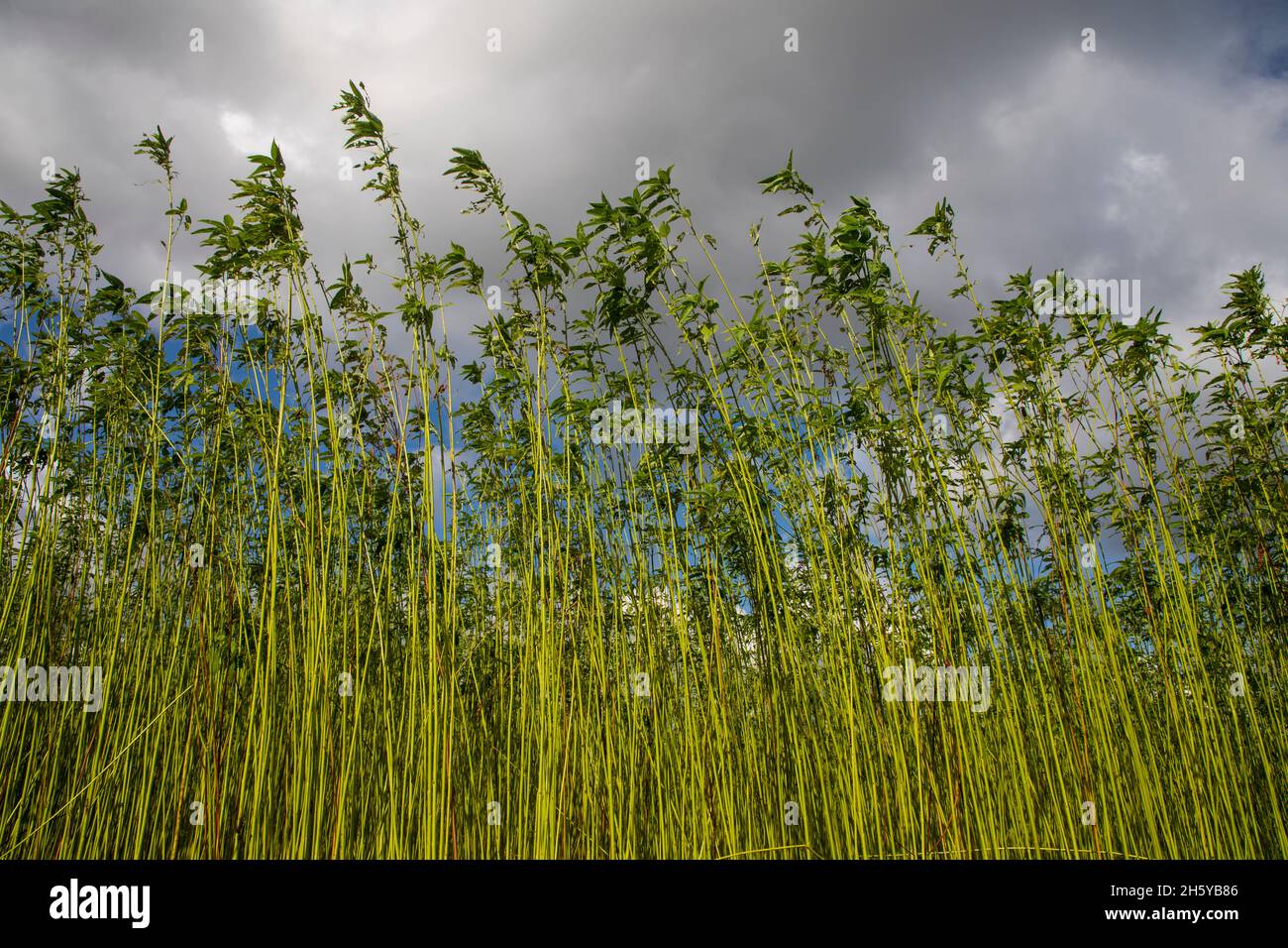 Jute plantation at Faridpur in Bangladesh Stock Photo - Alamy