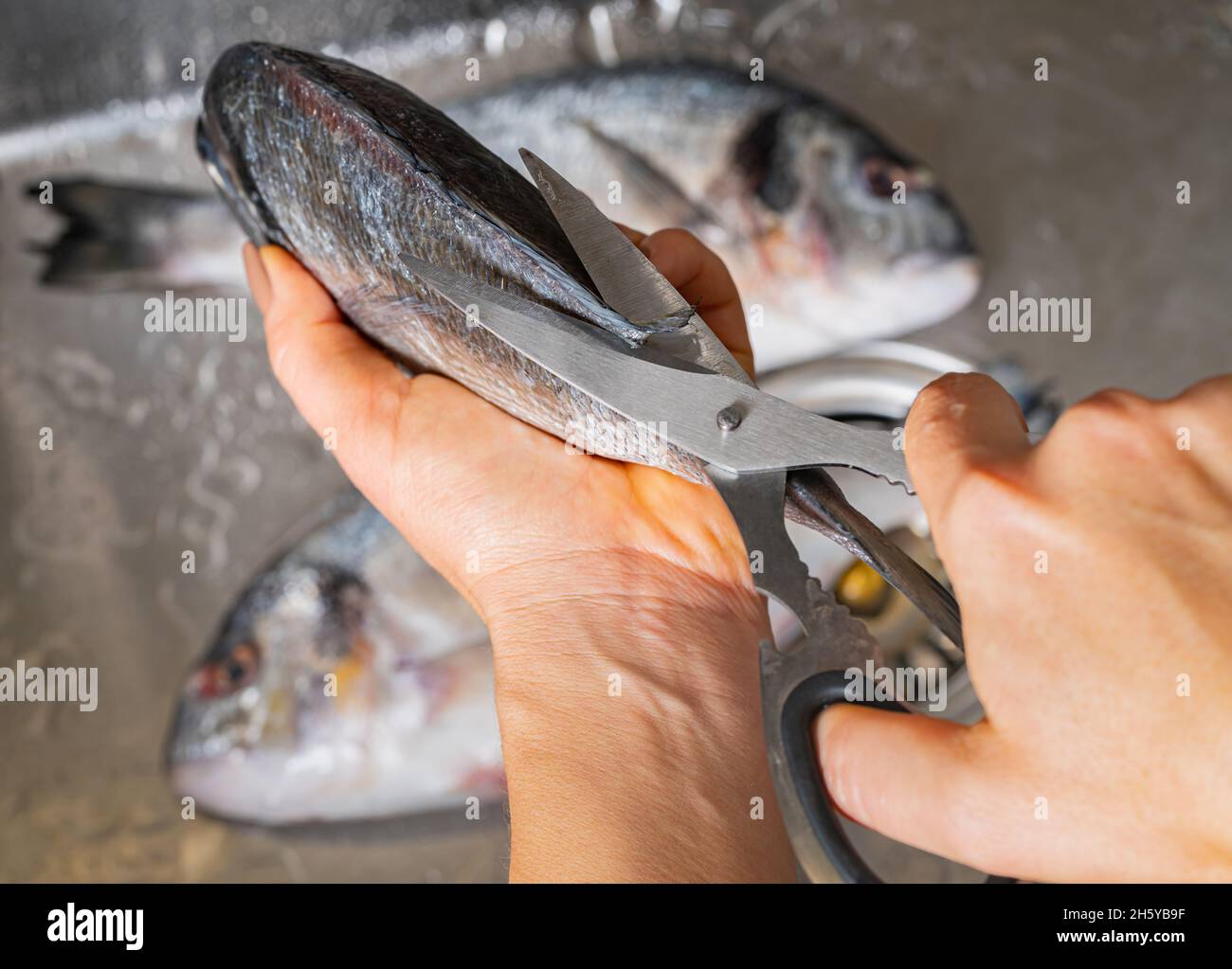 cutting off fins of dorado fish, hands close-up Stock Photo - Alamy