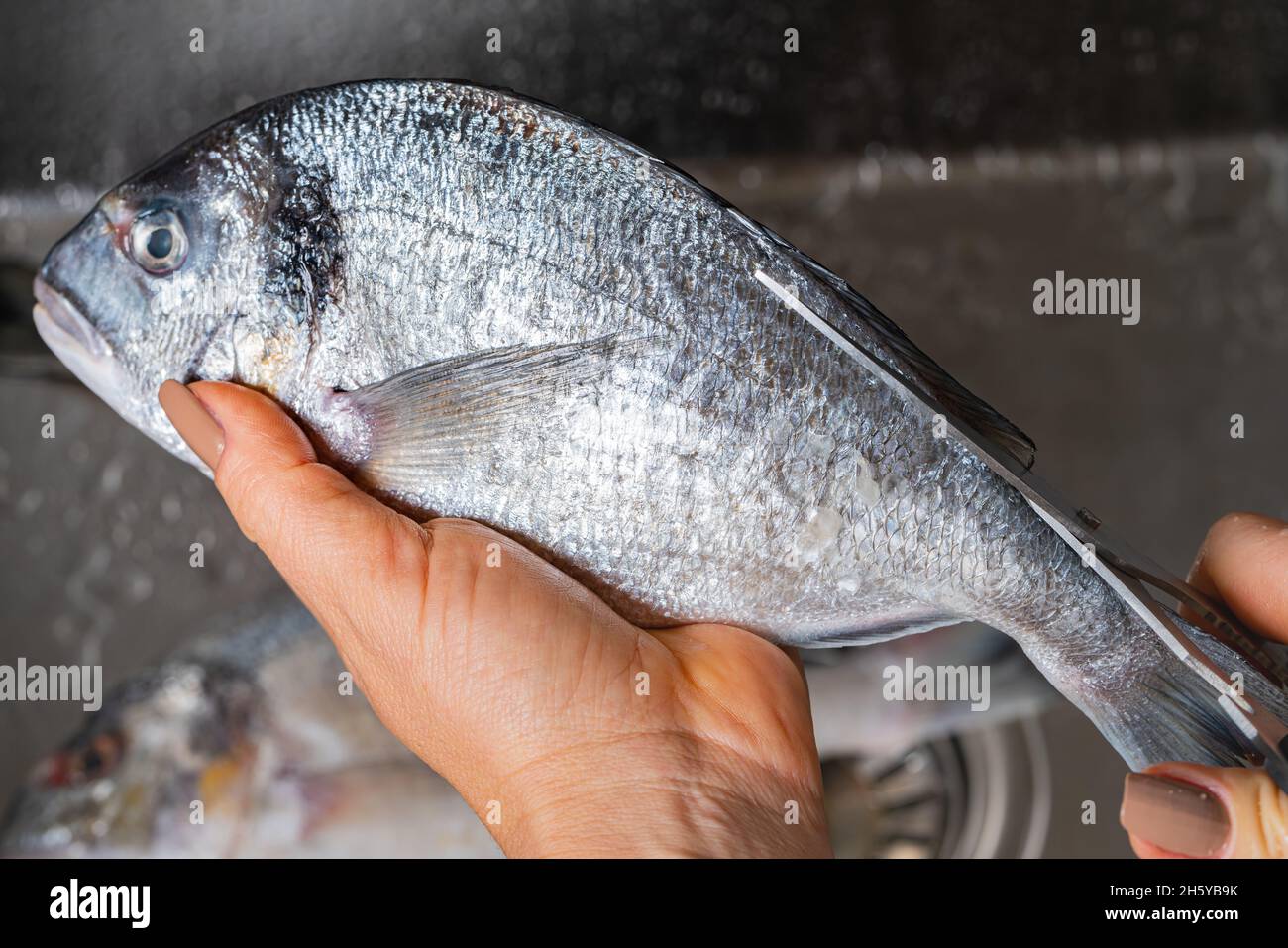 Cutting off the fins hi-res stock photography and images - Alamy