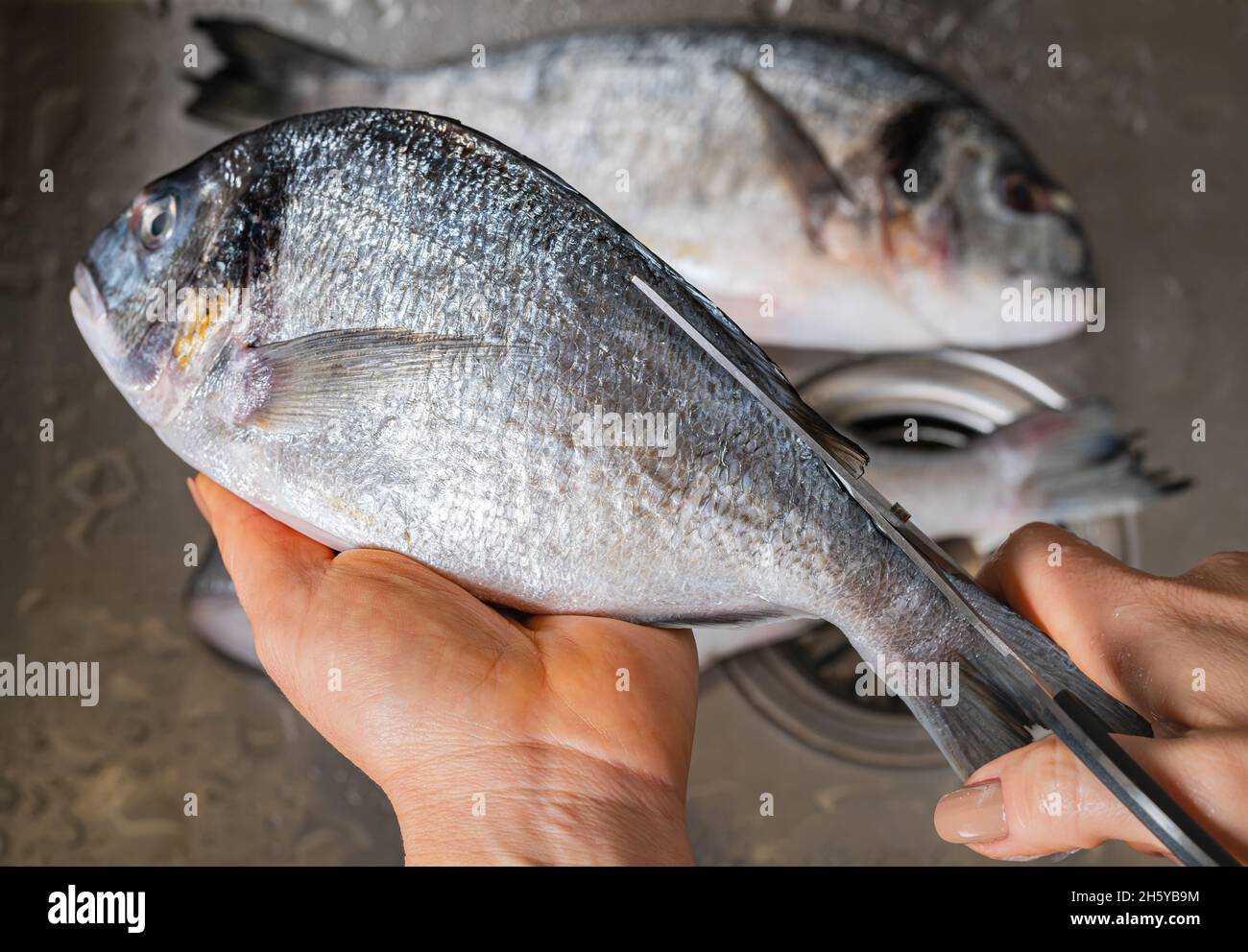cutting off fins of dorado fish, hands close-up Stock Photo - Alamy