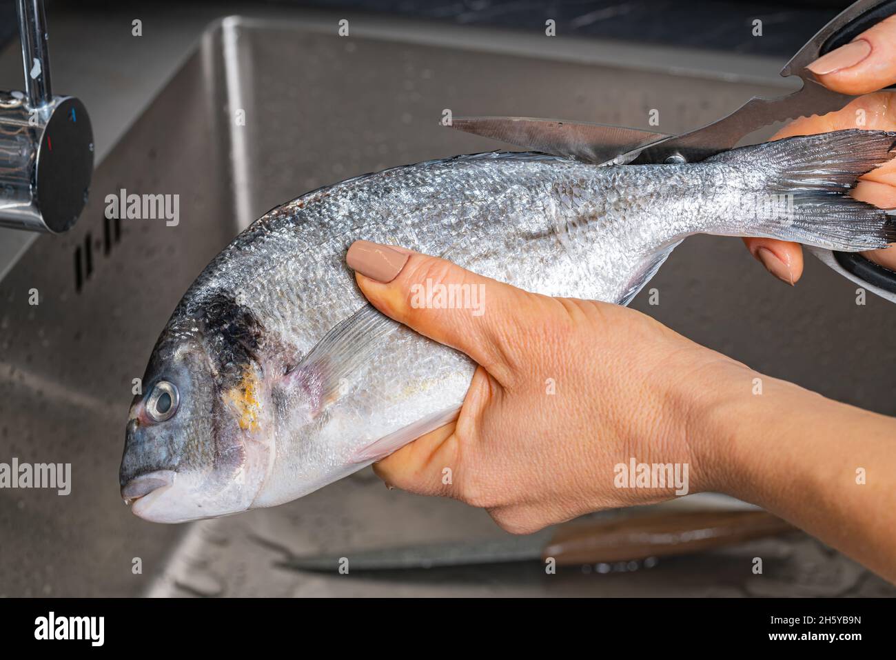 cutting off fins of dorado fish, hands close-up Stock Photo - Alamy