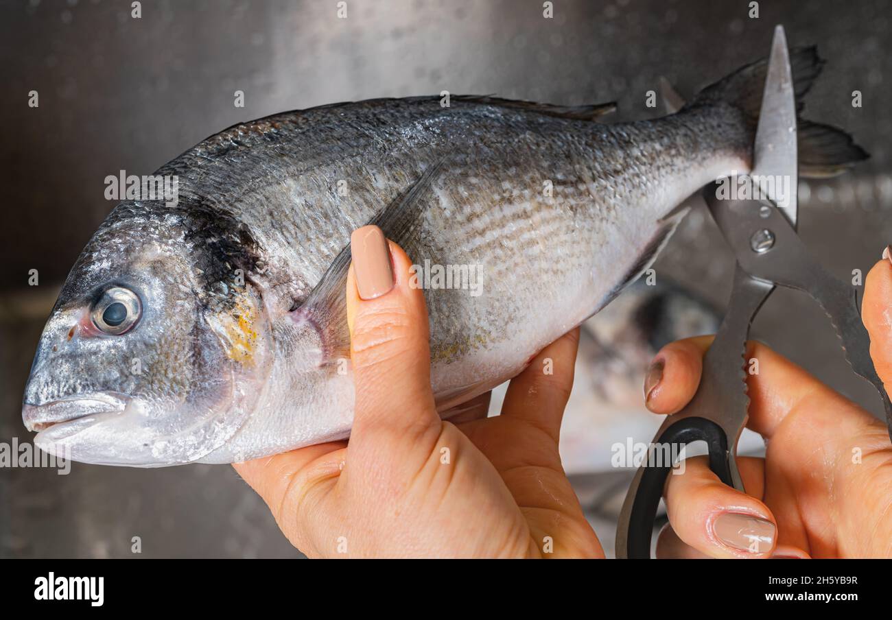 cutting off fins of dorado fish, hands close-up Stock Photo - Alamy