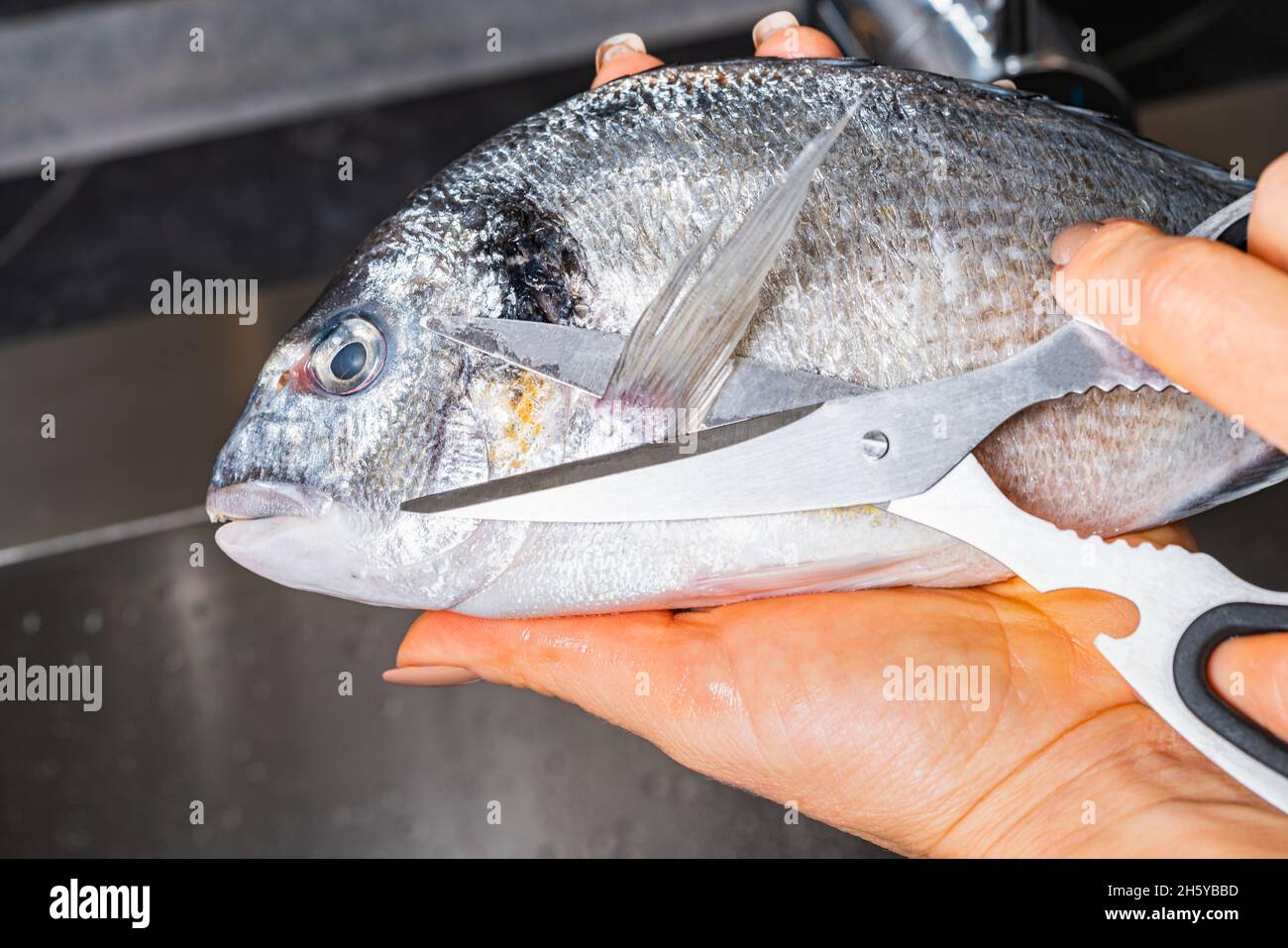 Cutting off the fins hi-res stock photography and images - Alamy