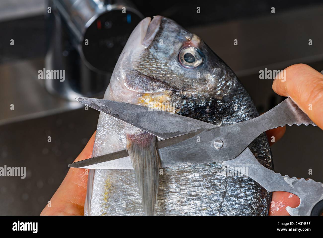 Cutting off the fins hi-res stock photography and images - Alamy
