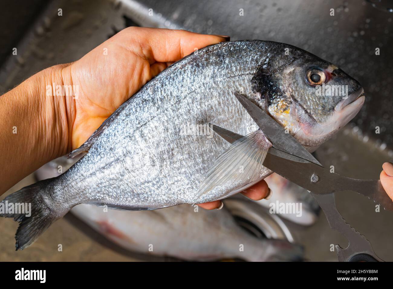 Cutting off the fins hi-res stock photography and images - Alamy