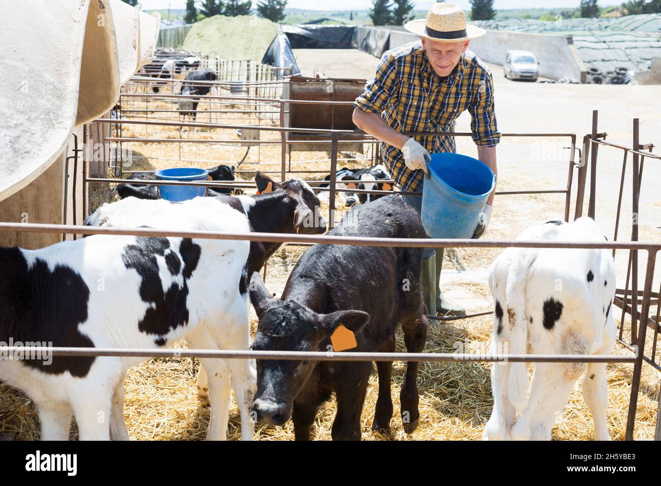 Man farmer with bucket feeding cows at cow farm outdoor Stock Photo - Alamy