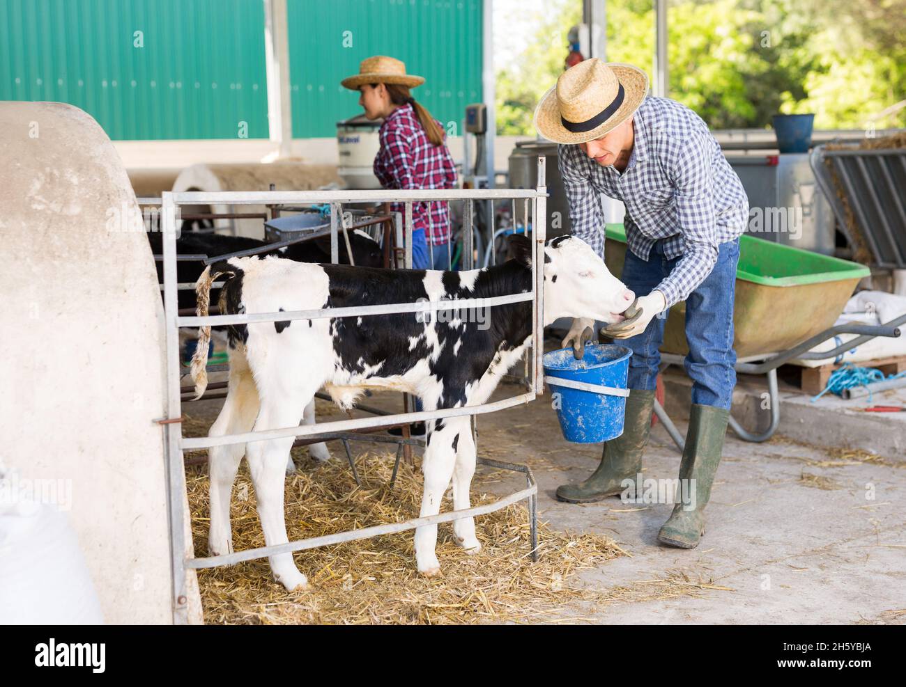 Man farmer with bucket feeding cows at cow farm outdoor Stock Photo - Alamy