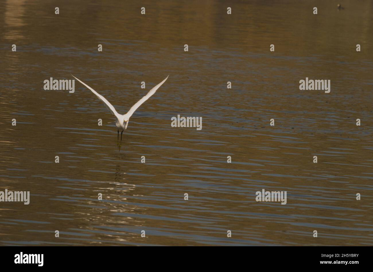 Egret displaying its beautifully slender feathered body, in flight. at ...