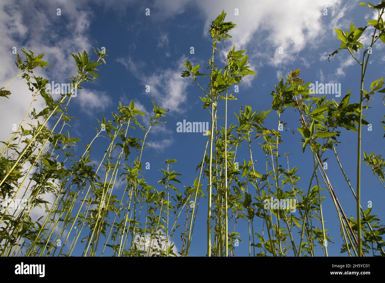 Jute plantation at Faridpur in Bangladesh Stock Photo - Alamy