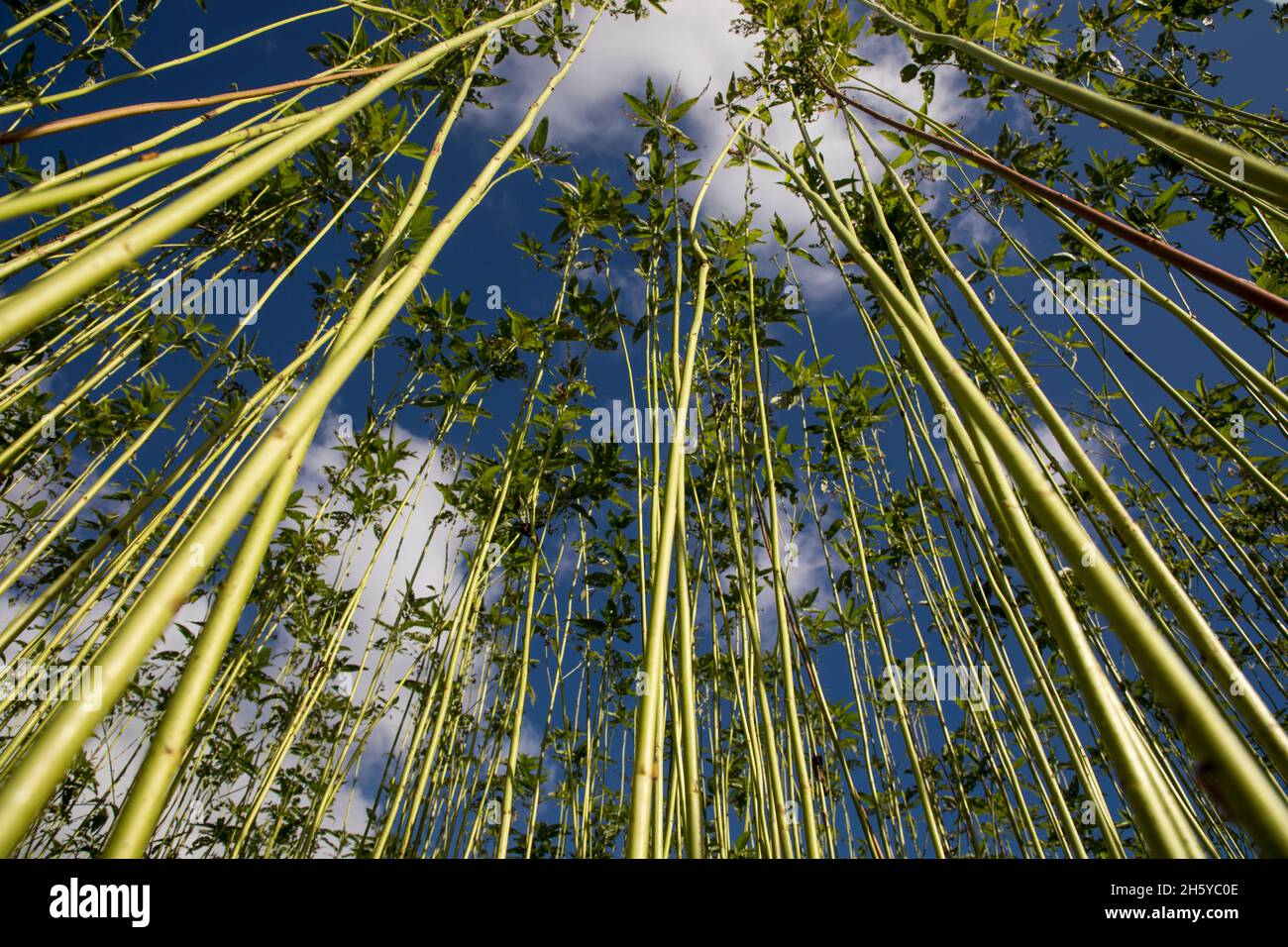 Jute plantation at Faridpur in Bangladesh Stock Photo - Alamy