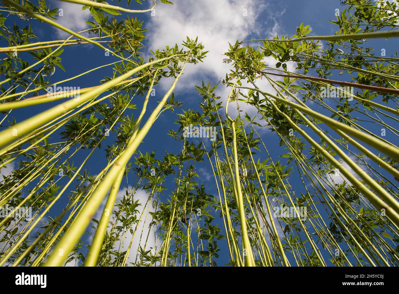 Jute plantation at Faridpur in Bangladesh Stock Photo - Alamy