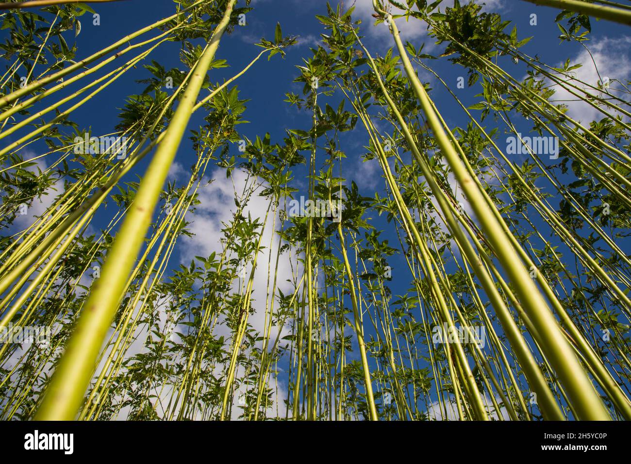 Jute plantation at Faridpur in Bangladesh Stock Photo - Alamy